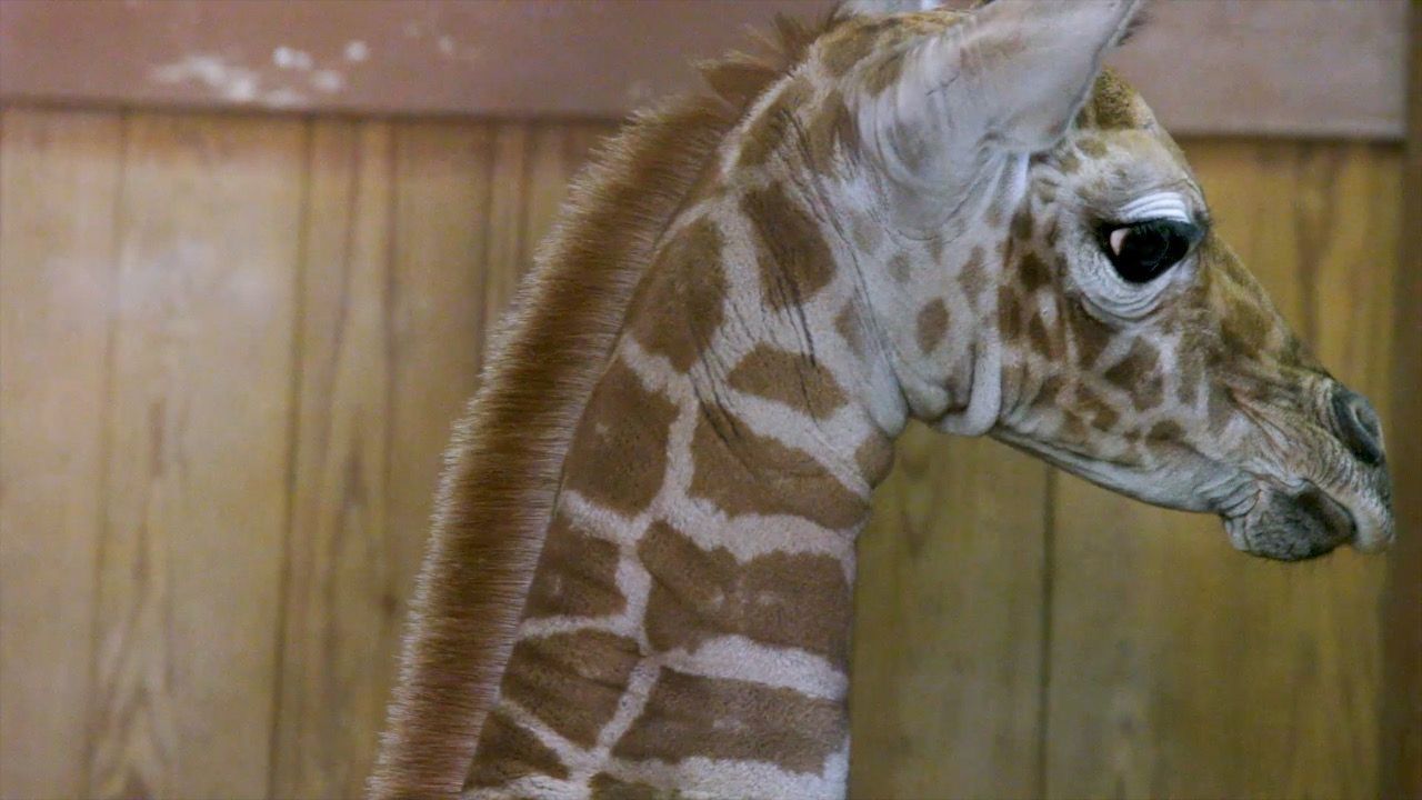 First came Ja Morant, now Memphis welcomes Ja Raffe - ESPN Video