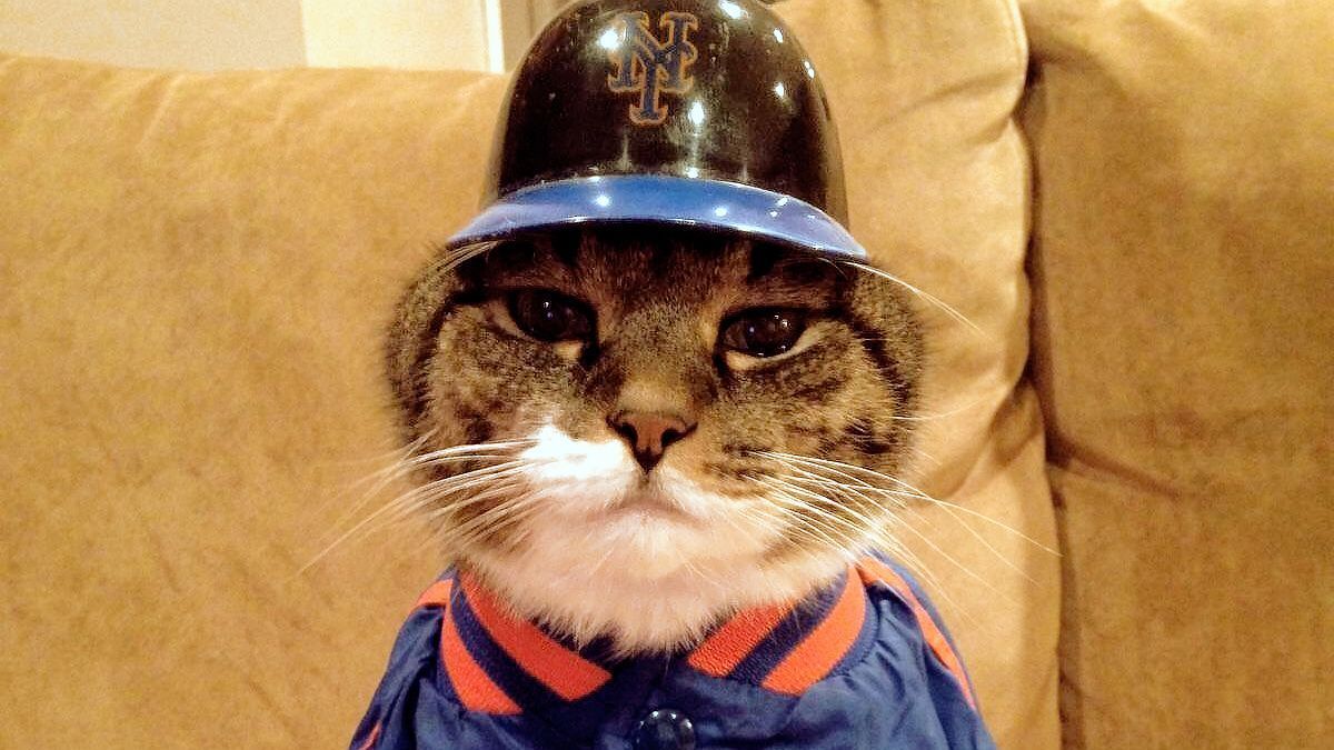 Mets Cat Blends #NationalCatDay With World Series Pride - ESPN
