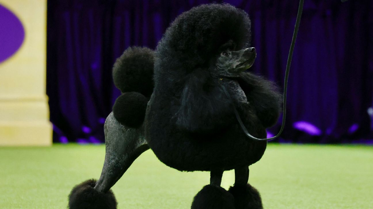 Sage, a miniature poodle, tops field at Westminster dog show - ESPN