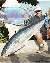 California yellowtail eclipses all-tackle record - ESPN